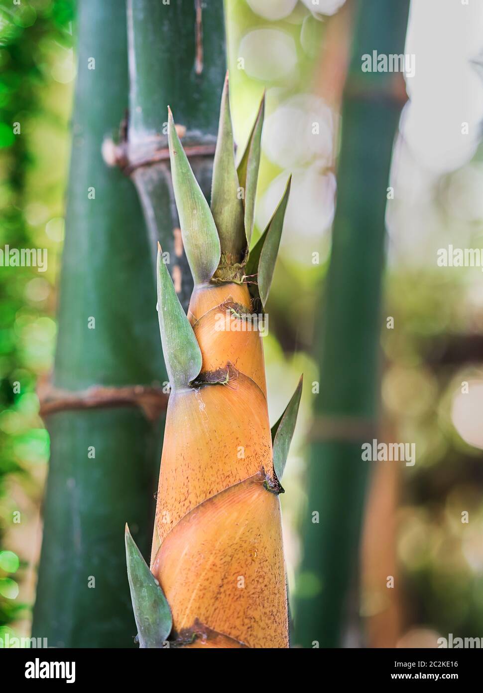 Bamboo shoot agriculture hi-res stock photography and images - Alamy
