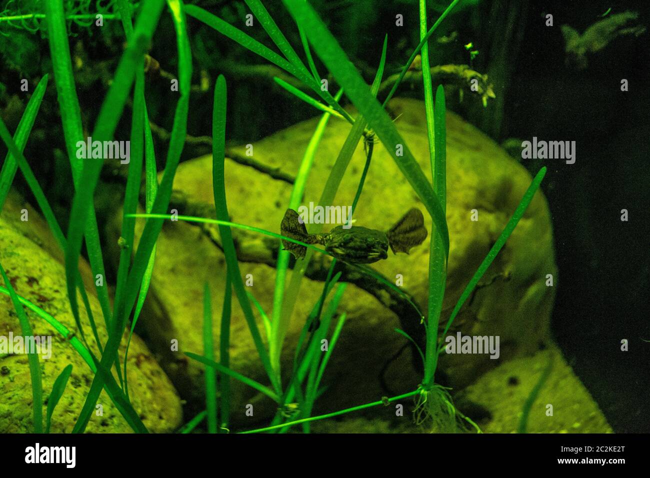 Lake Oku clawed frog Stock Photo - Alamy