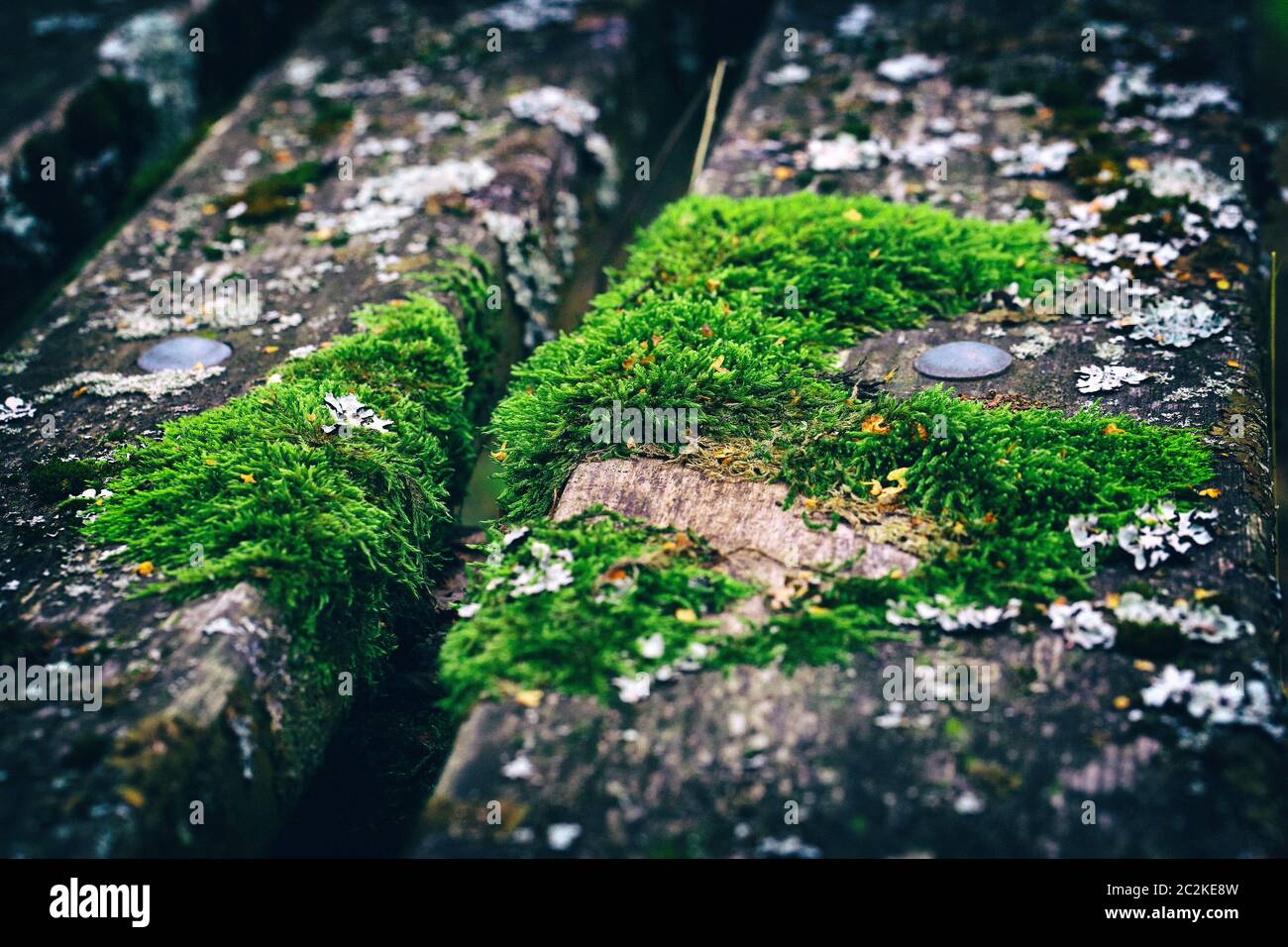 Moss process hi-res stock photography and images - Alamy