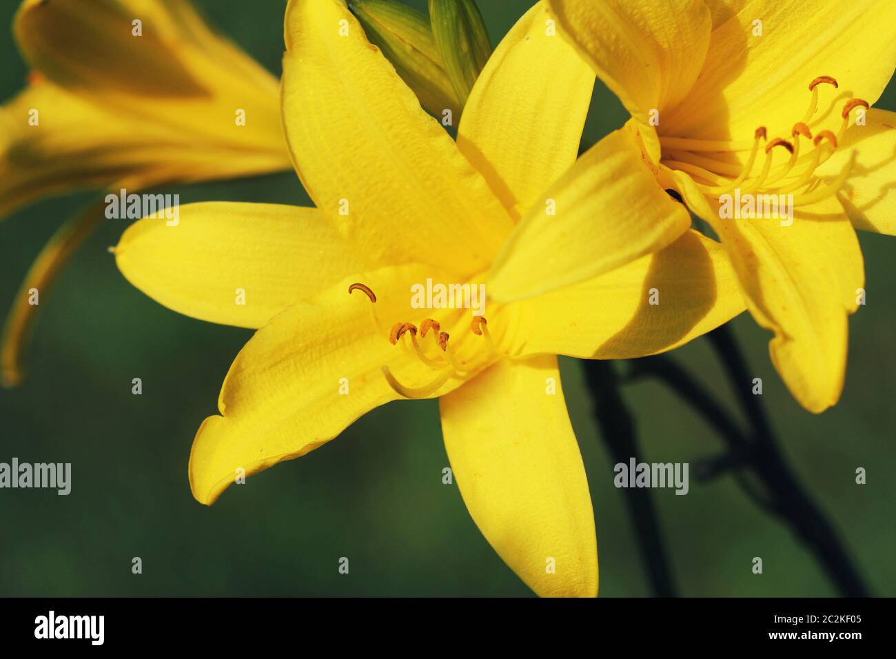 Branch of flower Hemerocallis lilioasphodelus (also called Lemon Lily ...