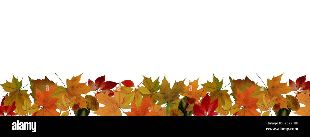 Autumn leaves in a ribbon Stock Photo - Alamy