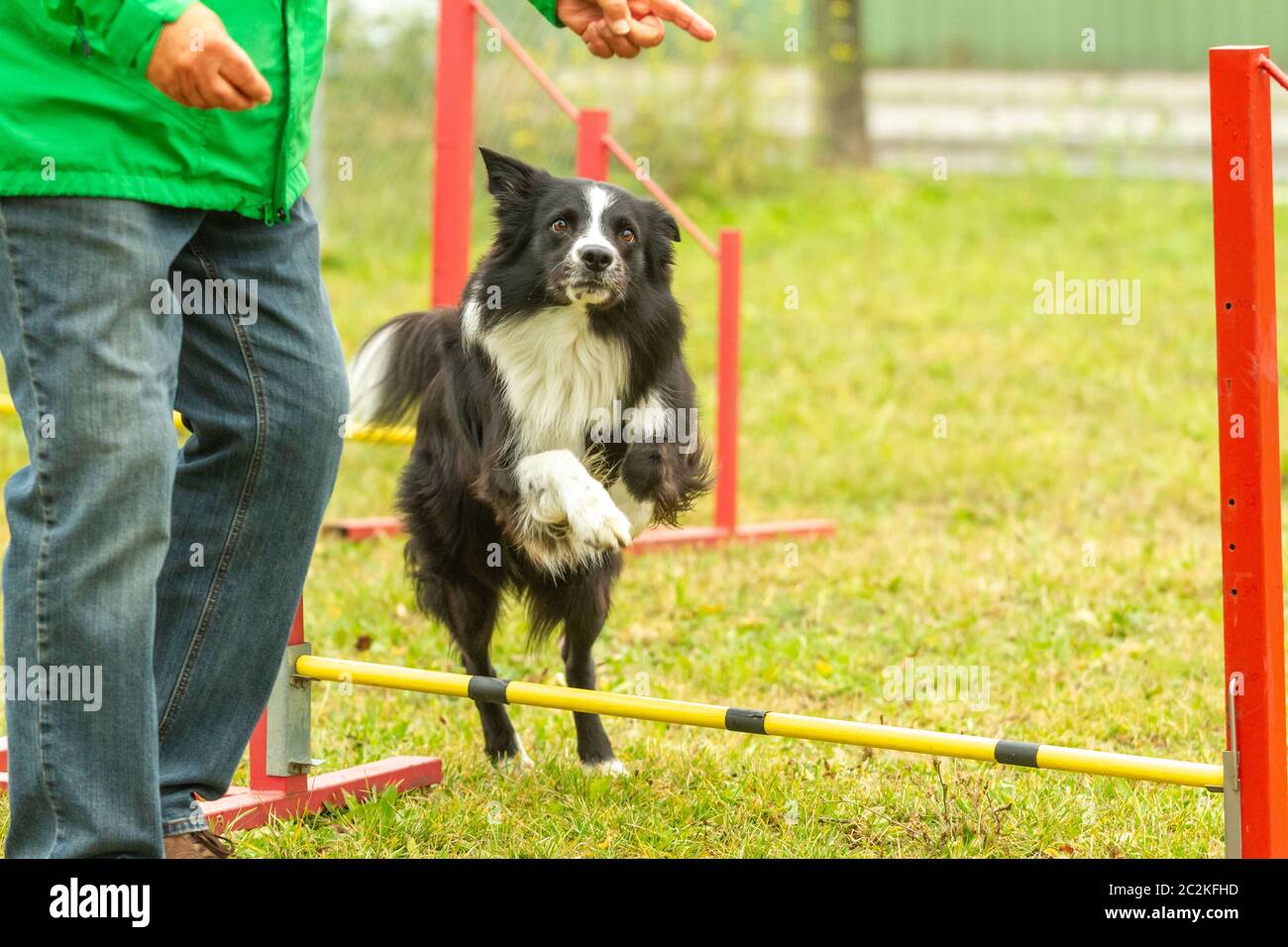 A young border collie dog learns skills in agility training Stock Photo ...
