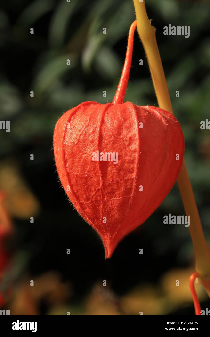 Physalis Alkekengi High Resolution Stock Photography and Images - Alamy