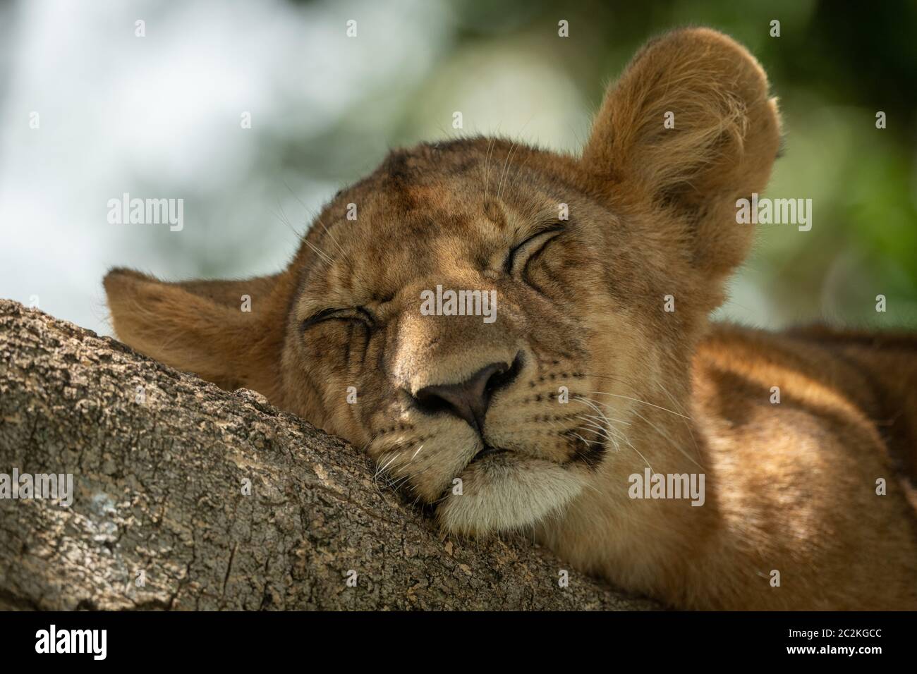 Sleeping on branch hi-res stock photography and images - Alamy