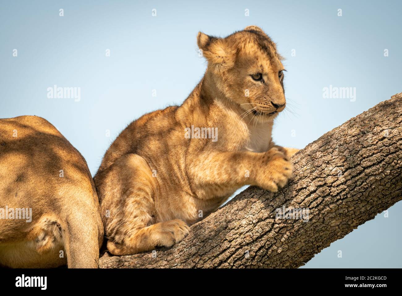 Close-up of lion cub sitting on branch Stock Photo - Alamy
