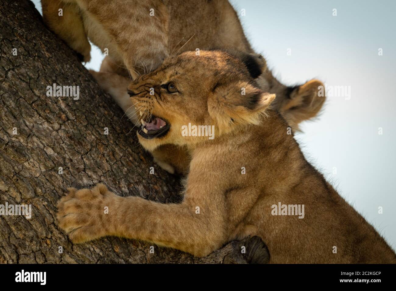 Close-up of lion cub snarling on trunk Stock Photo - Alamy