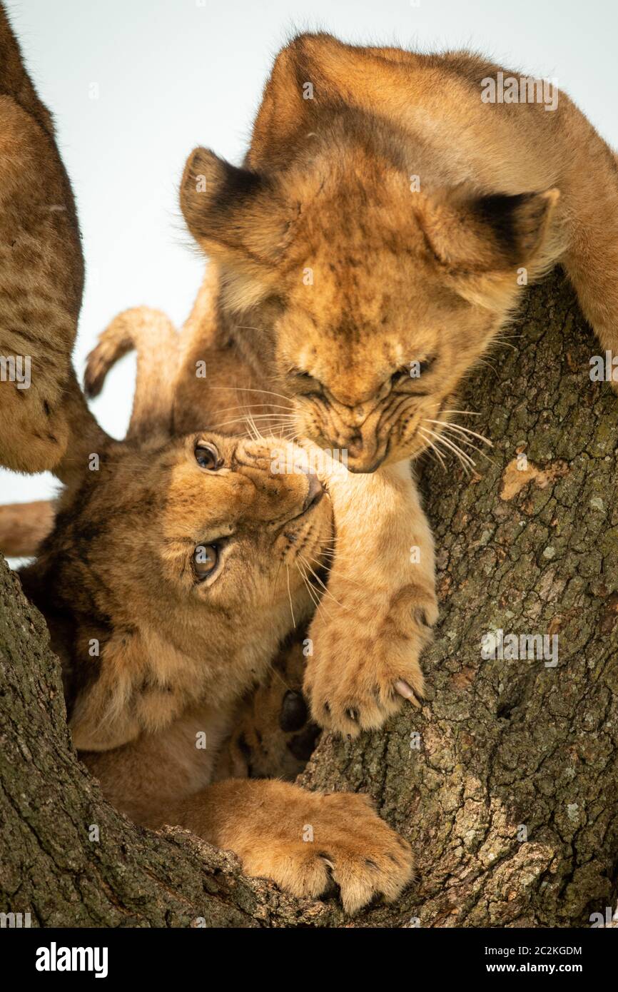 Lion cubs in tree hi-res stock photography and images - Alamy