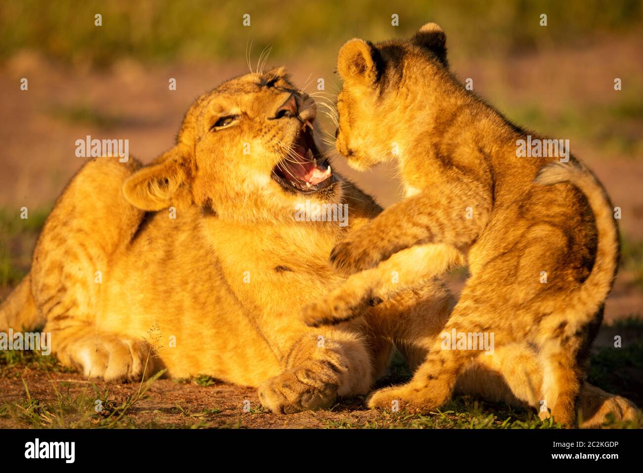 Cubs fighting hi-res stock photography and images - Alamy
