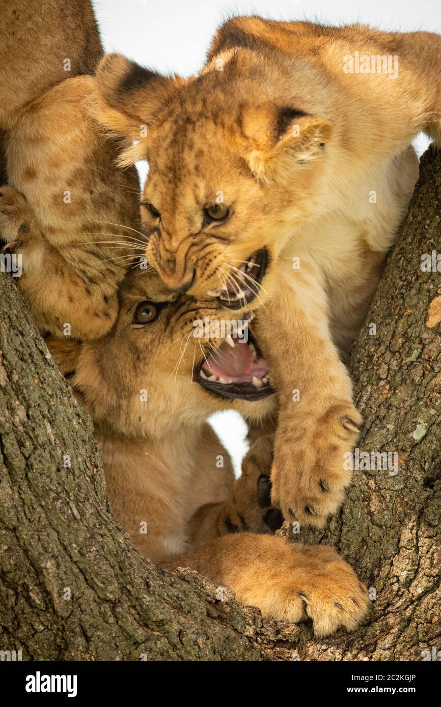 Animal snarling tree hi-res stock photography and images - Alamy