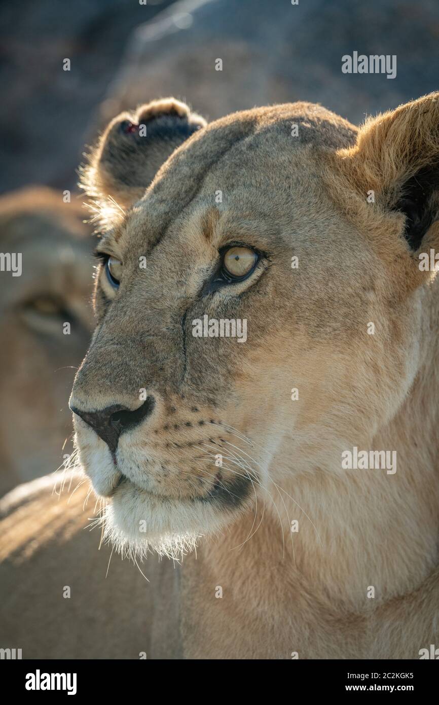 Lioness face hi-res stock photography and images - Alamy