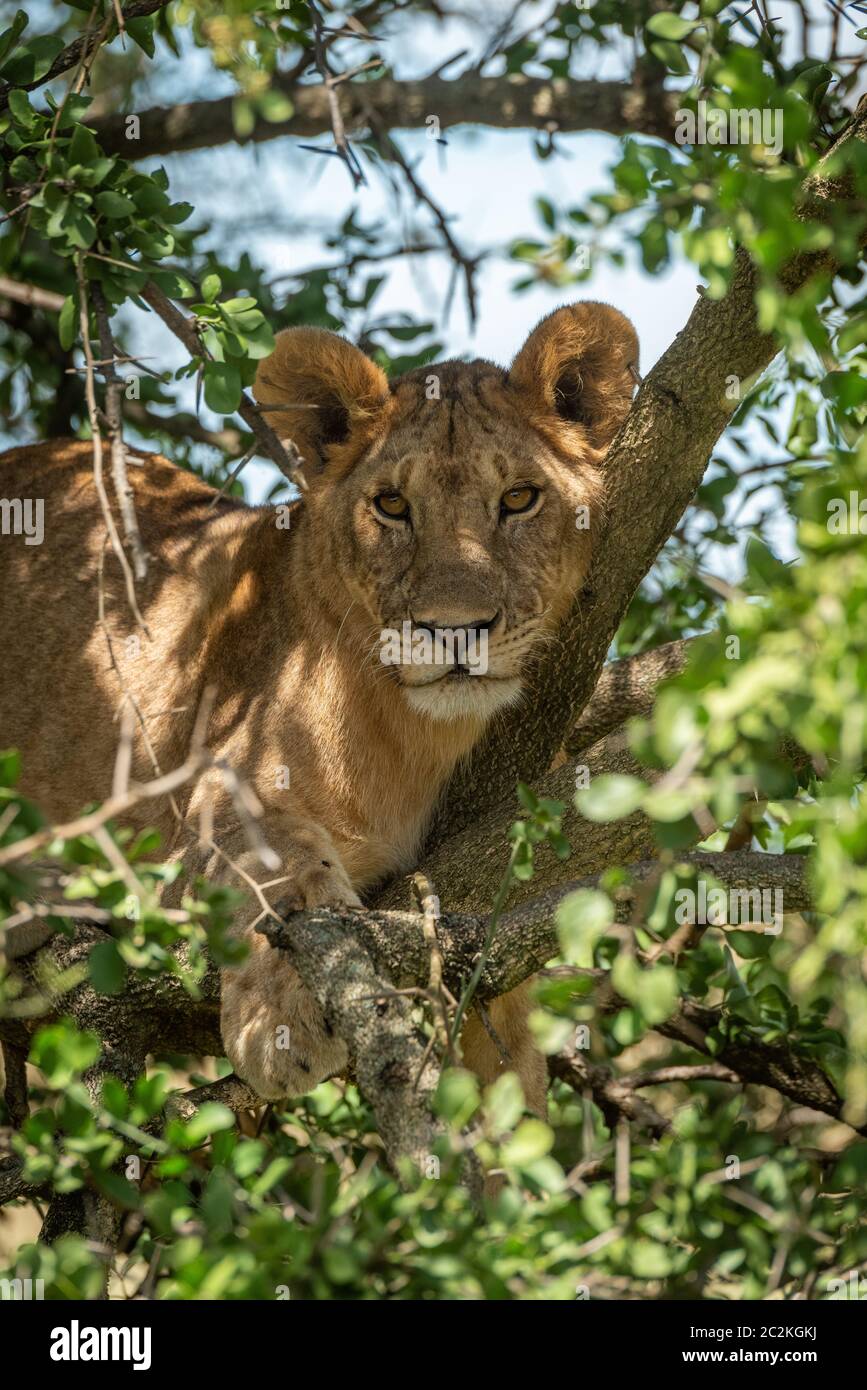 Close-up of lioness in tree looking out Stock Photo - Alamy