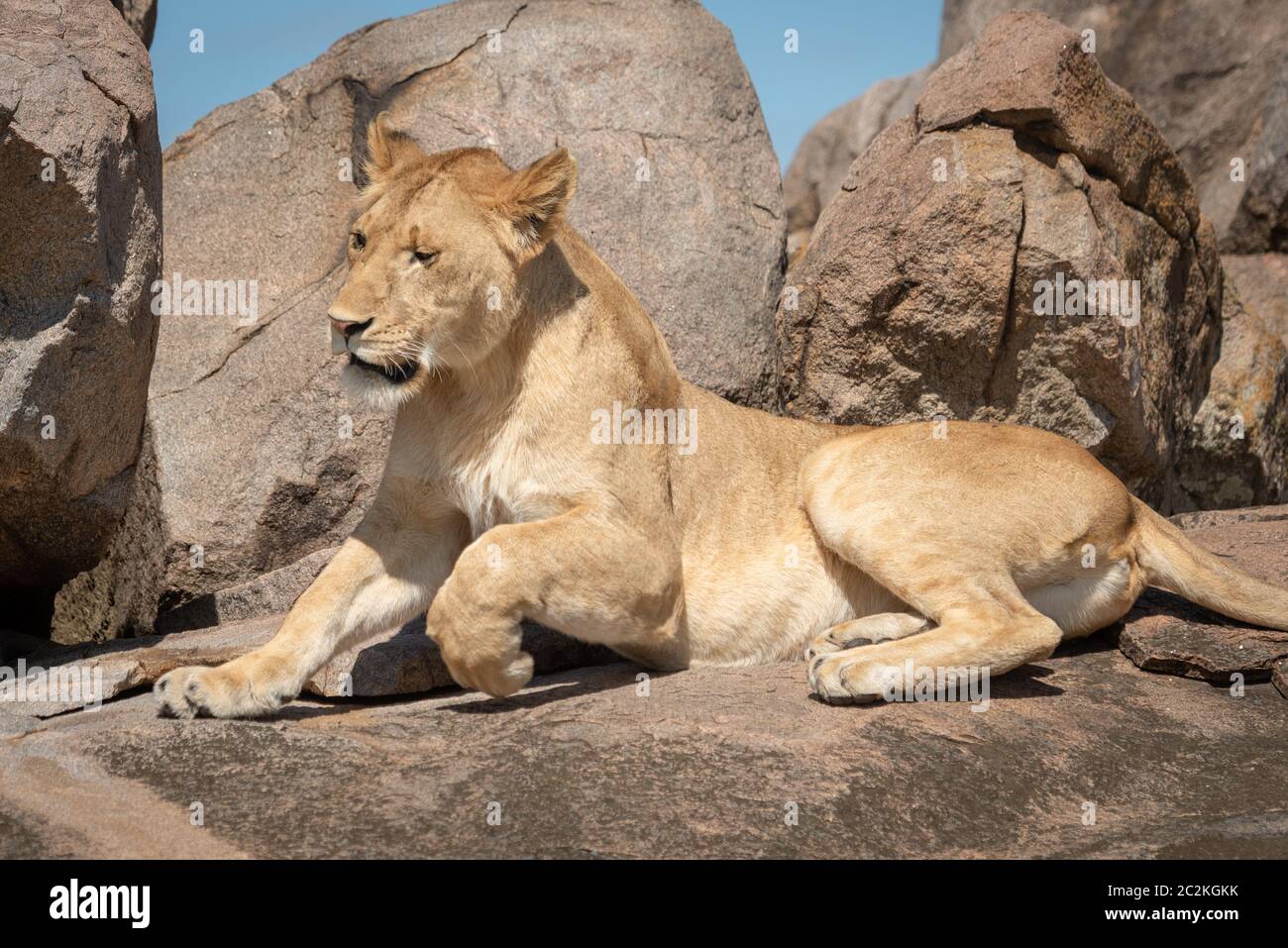 Lioness Lying Down High Resolution Stock Photography and Images - Alamy