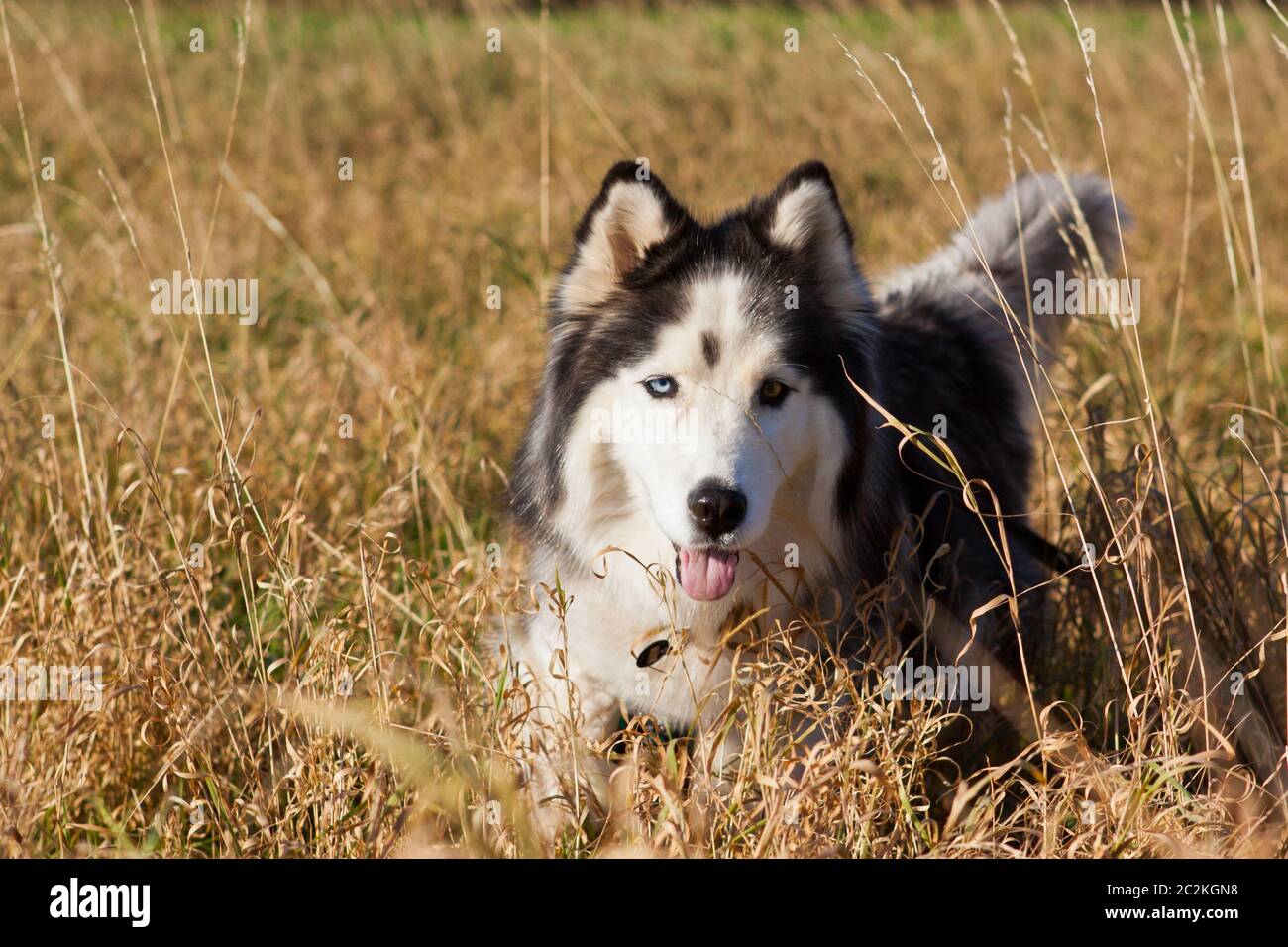 Husky, Siberian Husky Stock Photo - Alamy