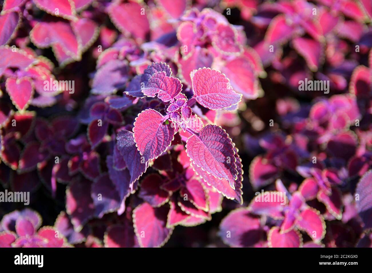 Close up of a coleus houseplant plant Stock Photo - Alamy
