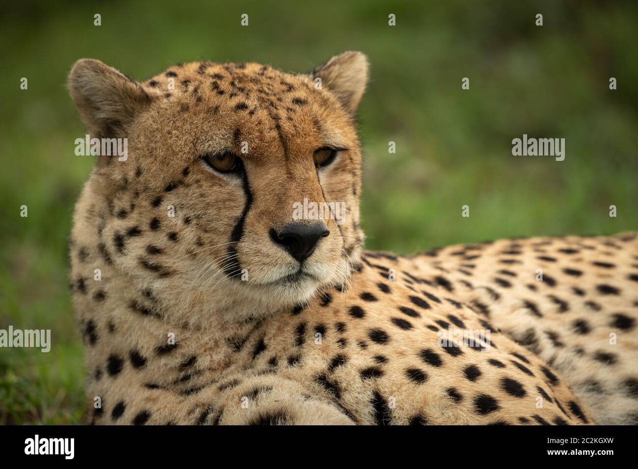 Lifting head hi-res stock photography and images - Alamy