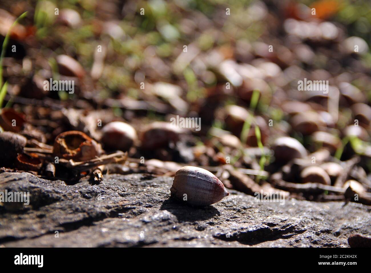 Close up nut rocky hi-res stock photography and images - Alamy