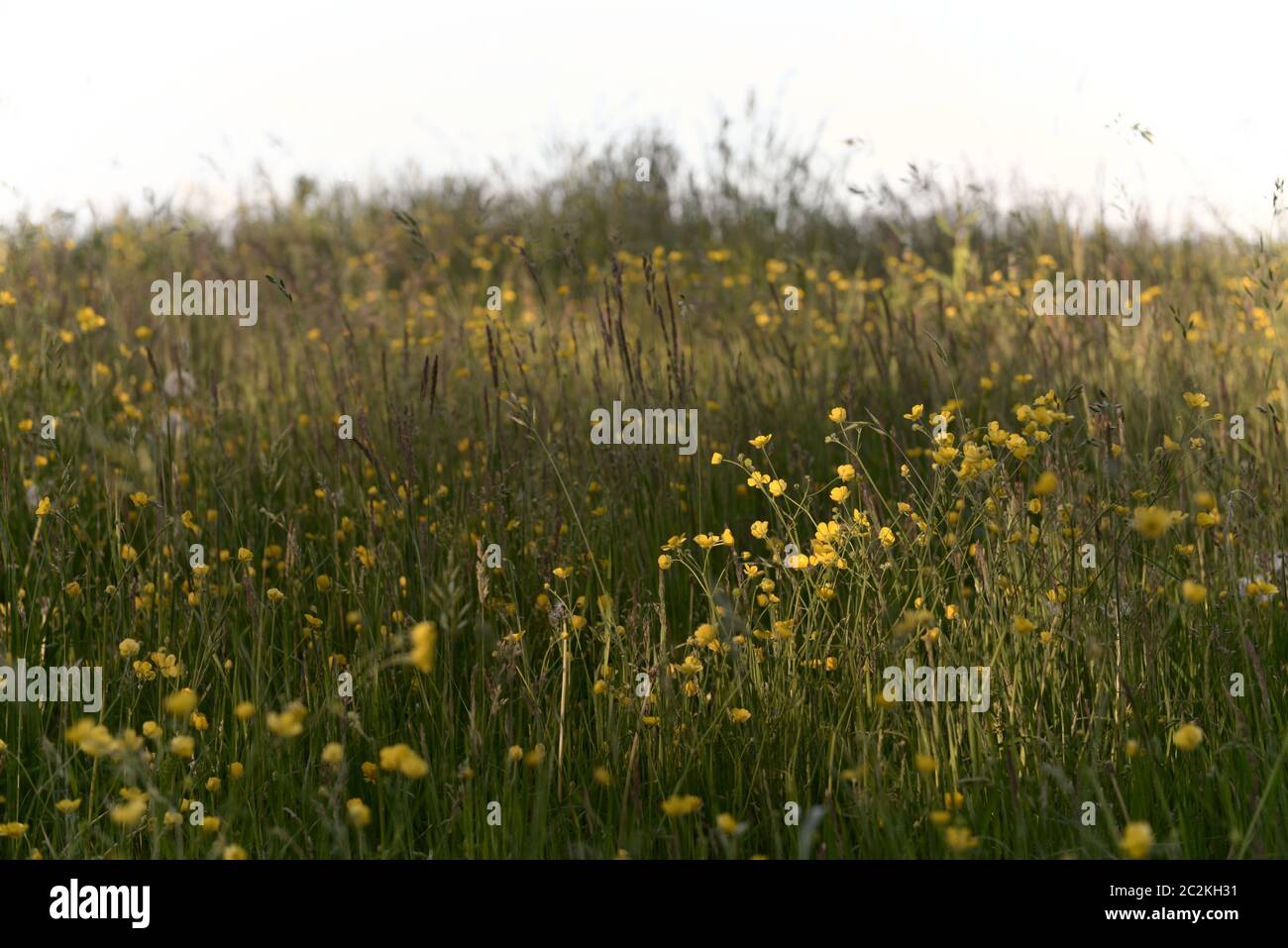 Meadow texture hi-res stock photography and images - Alamy