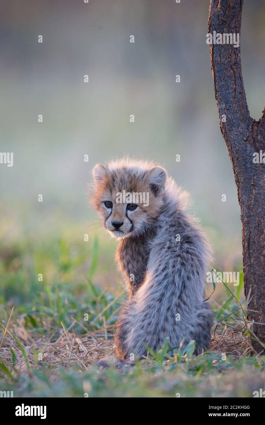 One fluffy baby cheetah sitting upright next to a tree in the warm ...