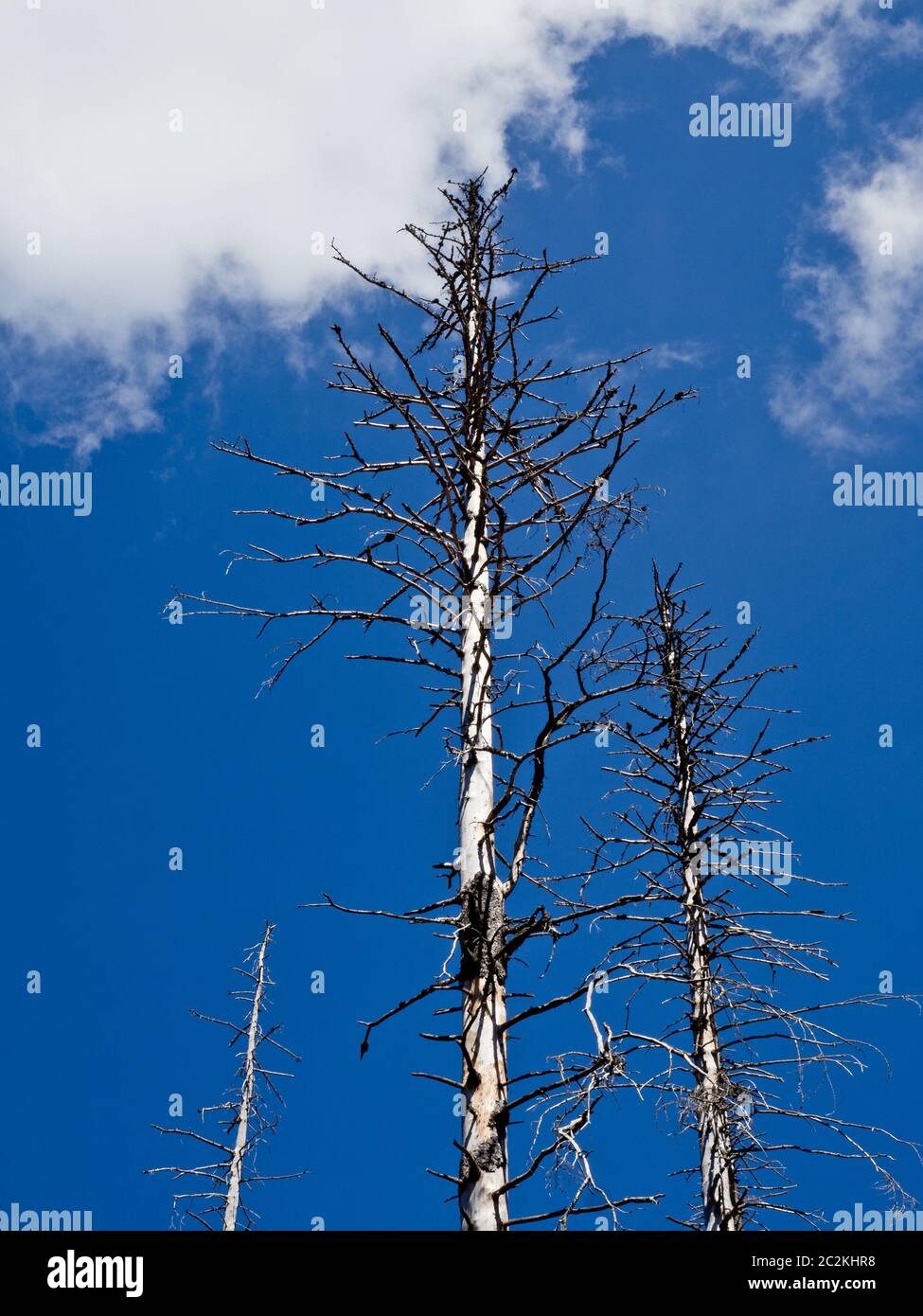 Dying Trees In Black Forest High Resolution Stock Photography and ...