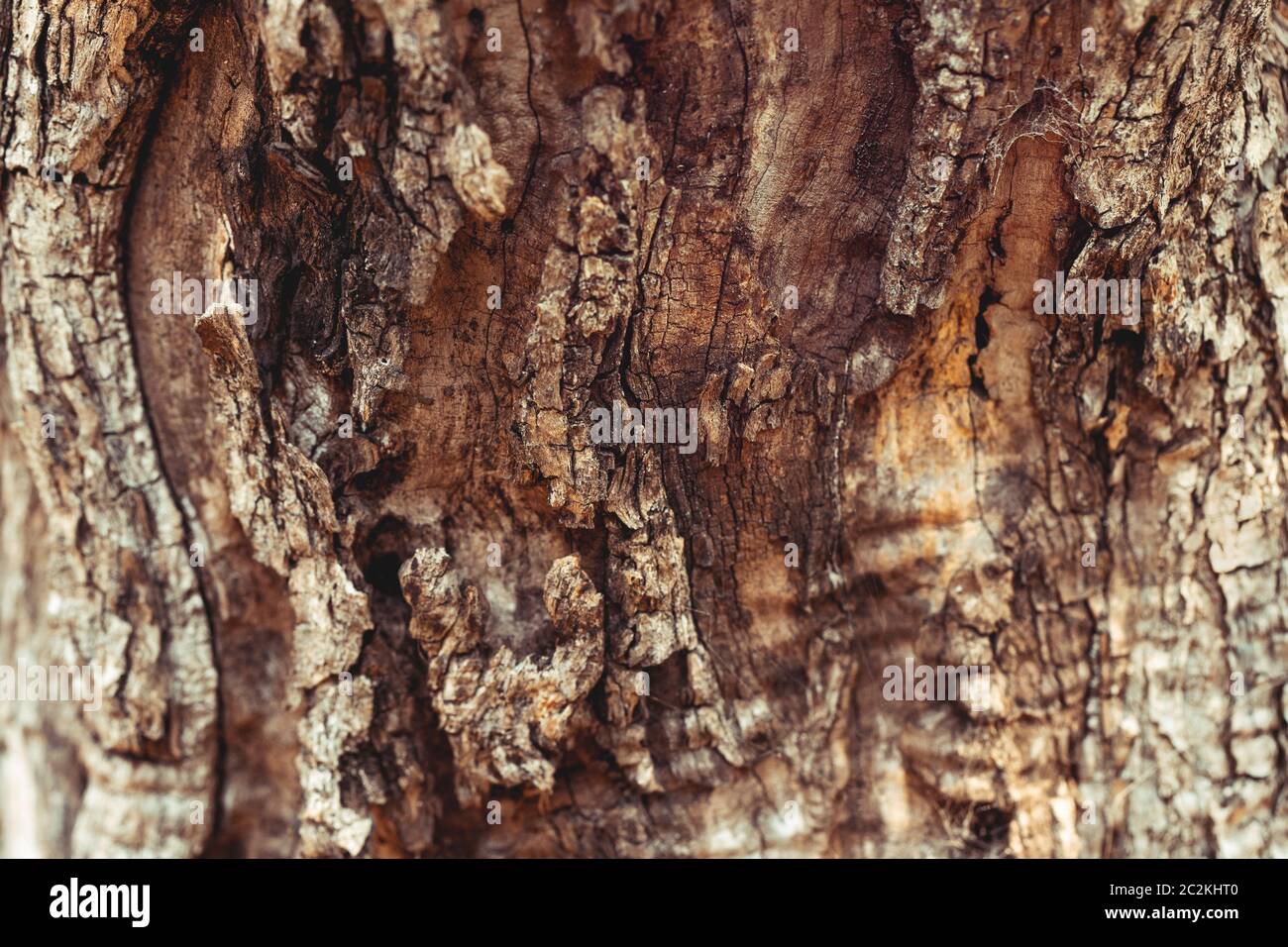 Closeup photo of an old tree trunk with cracked bark on it, abstract ...