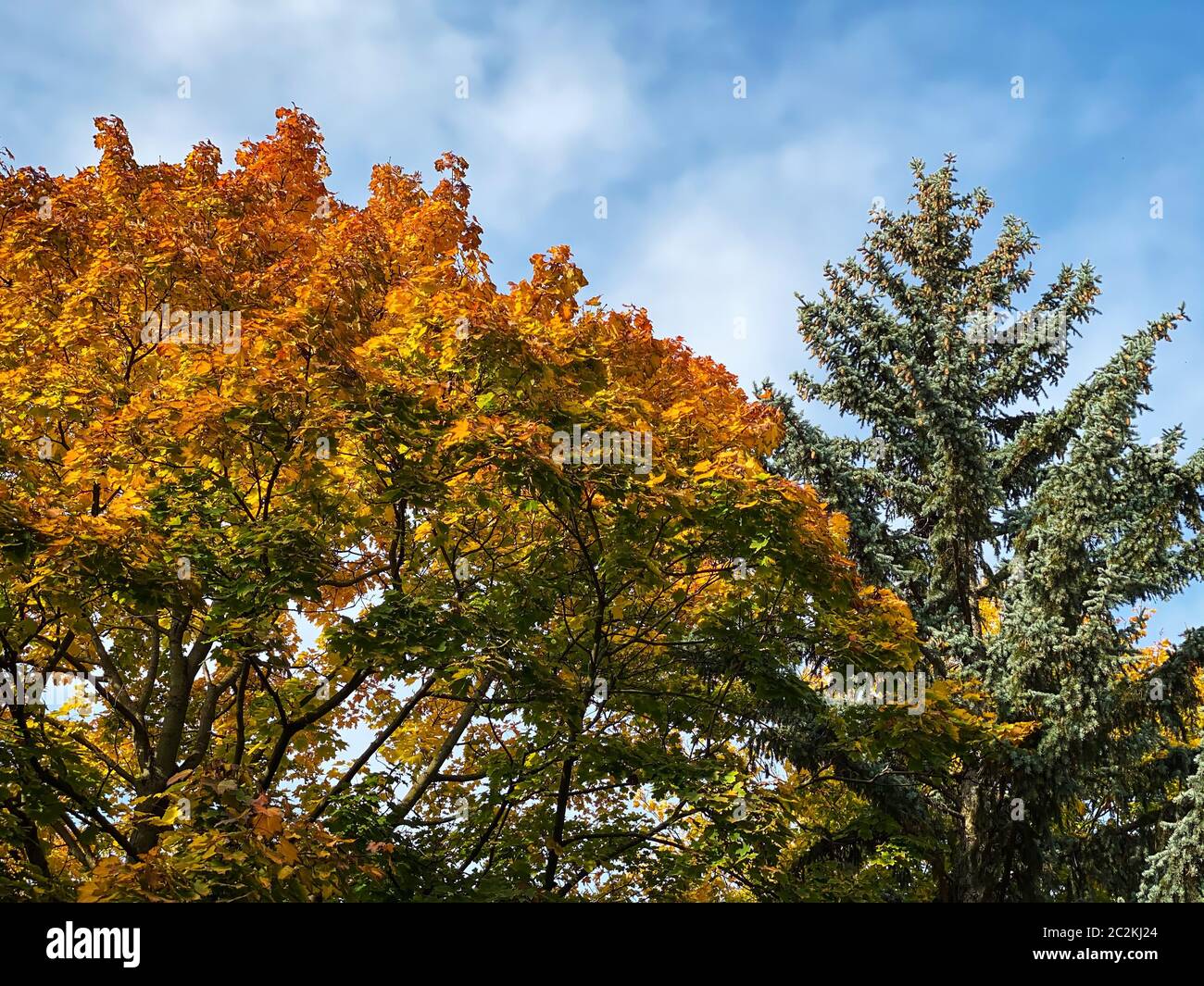 Autumn Leaf Colors, beautiful tree in orange colors in october Stock ...