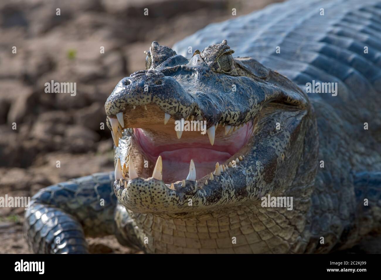Krokodil kopf hi-res stock photography and images - Alamy