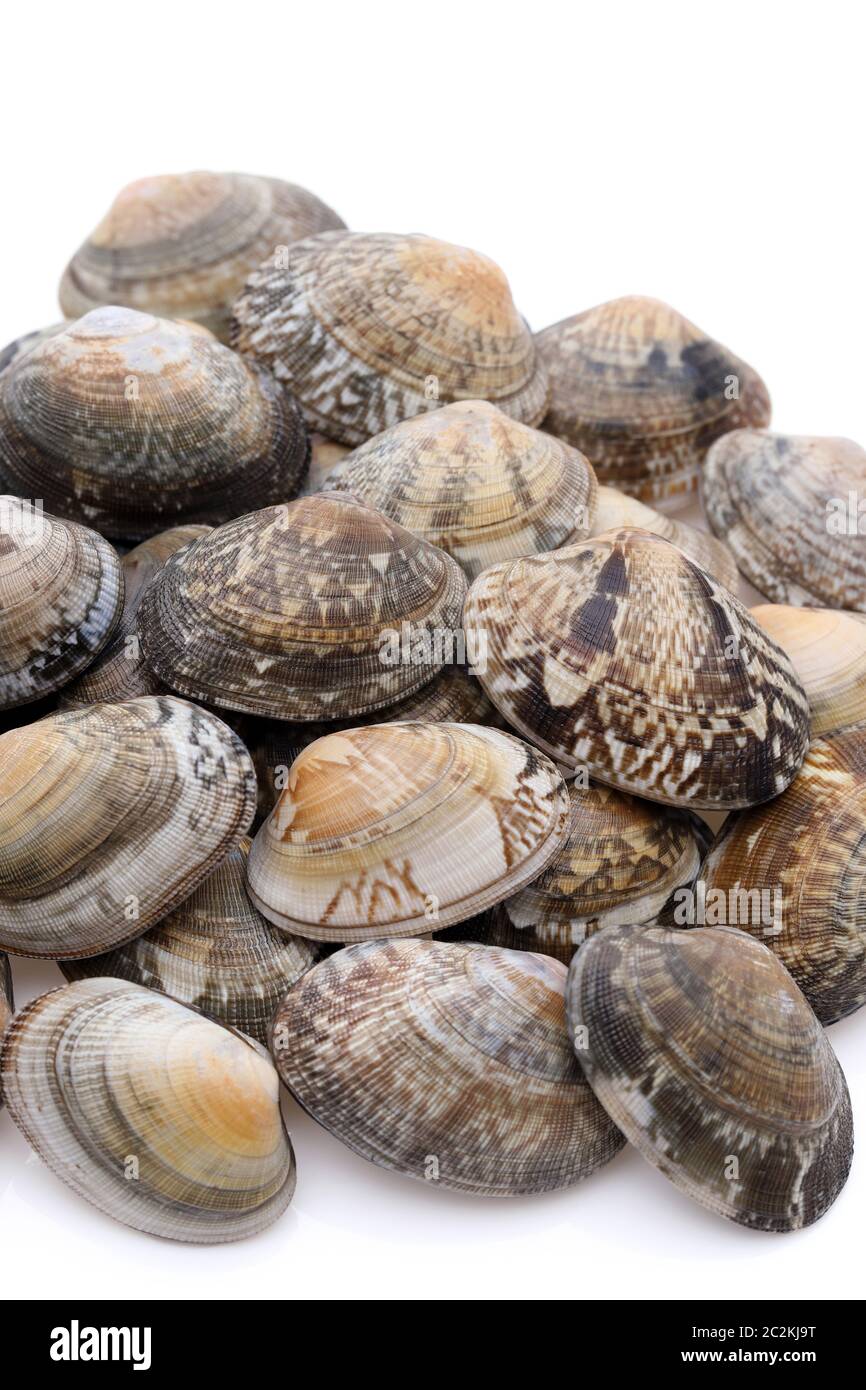 Stack of Japanese asari clams on white background Stock Photo - Alamy