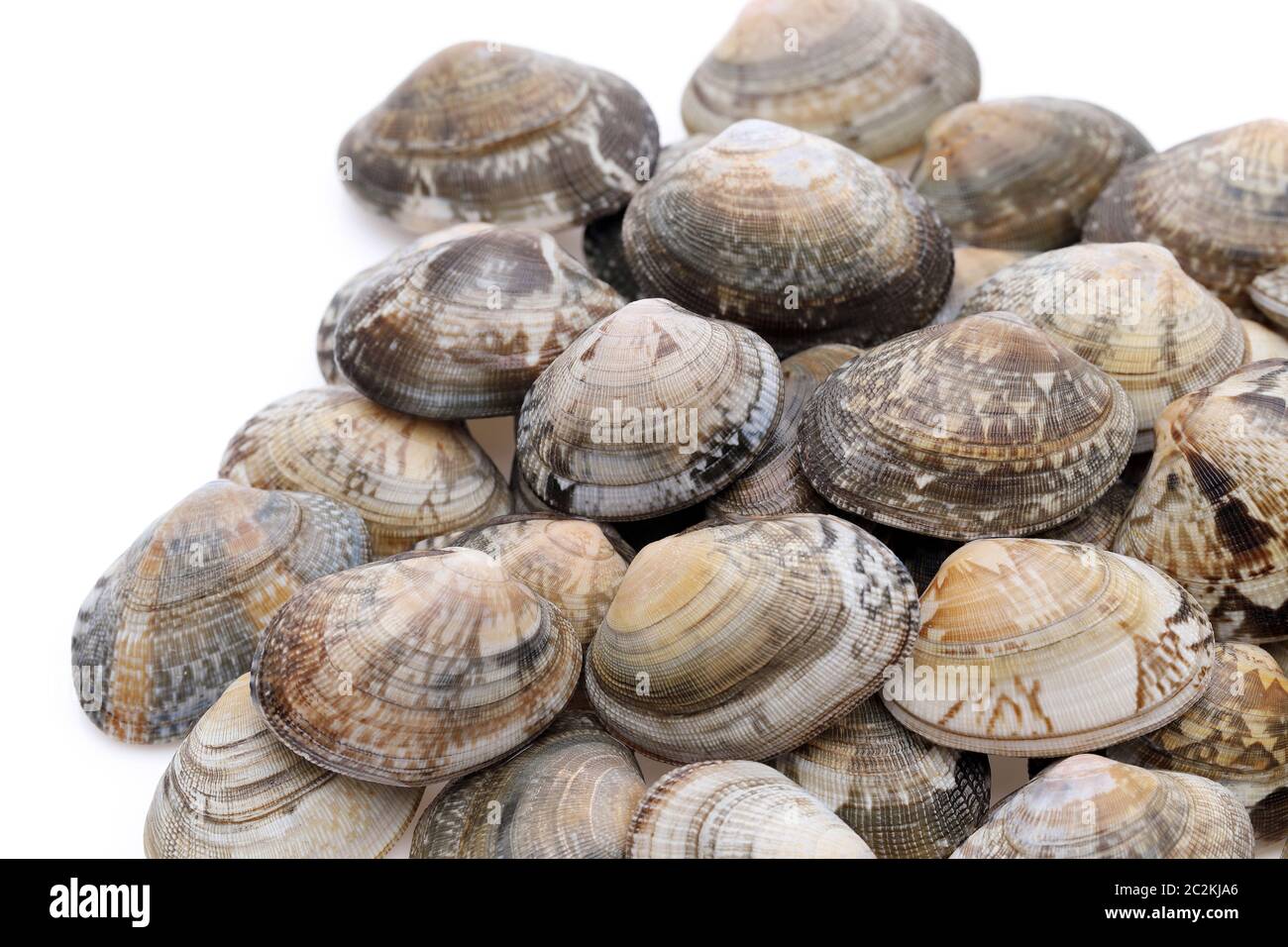 Stack of Japanese asari clams on white background Stock Photo - Alamy