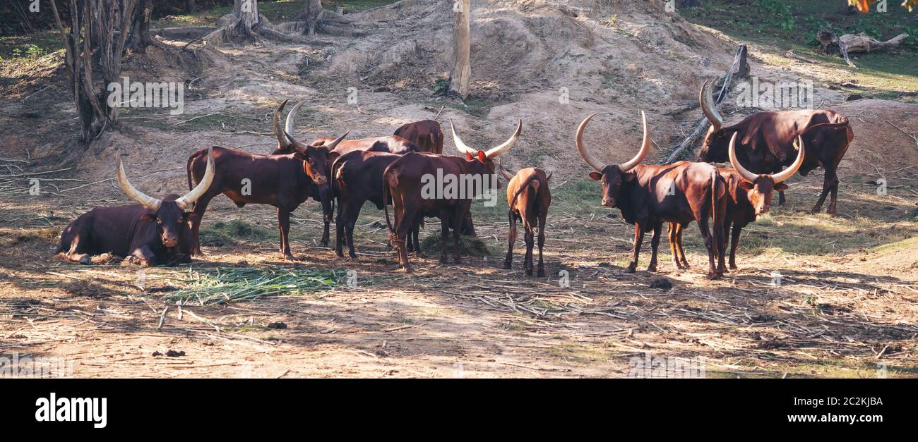 Herd watusi ankole watusi ankole longhorn hi-res stock photography and ...