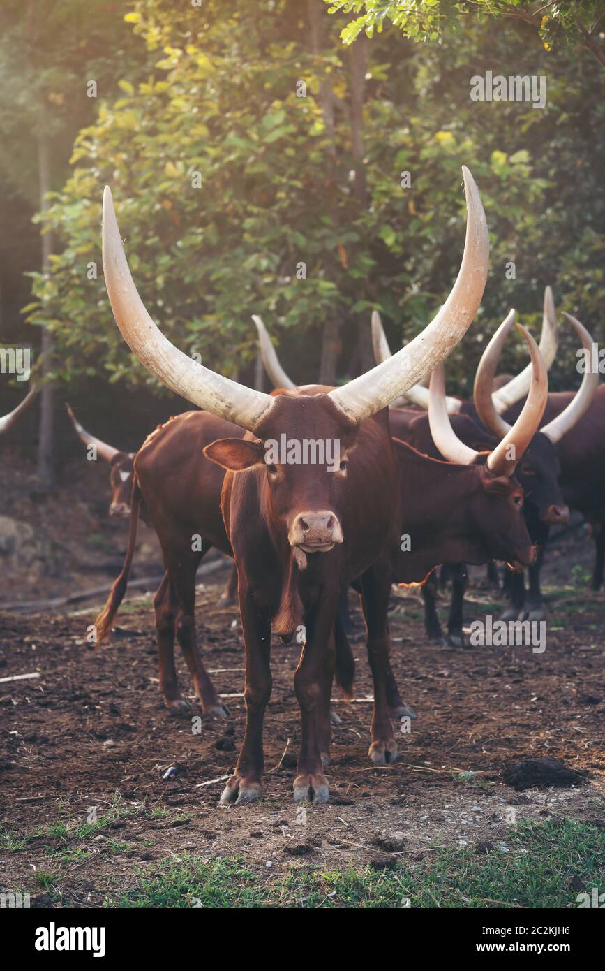 Herd watusi ankole watusi ankole longhorn hi-res stock photography and ...