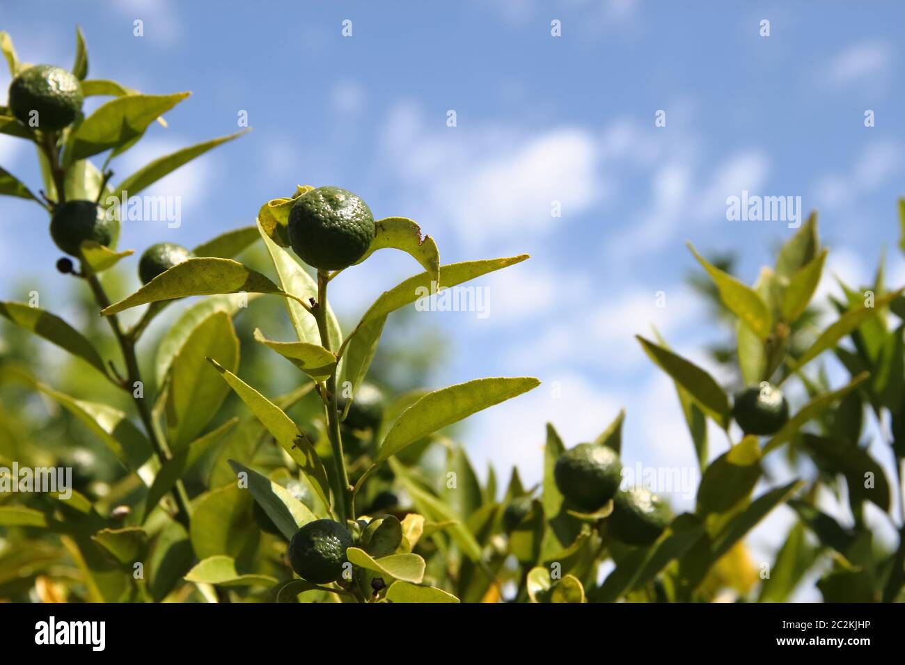 Mandarins on small tree hi-res stock photography and images - Alamy