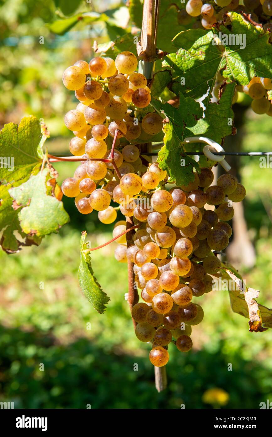 grapes for Jurancon wine in the Southwest France Stock Photo - Alamy