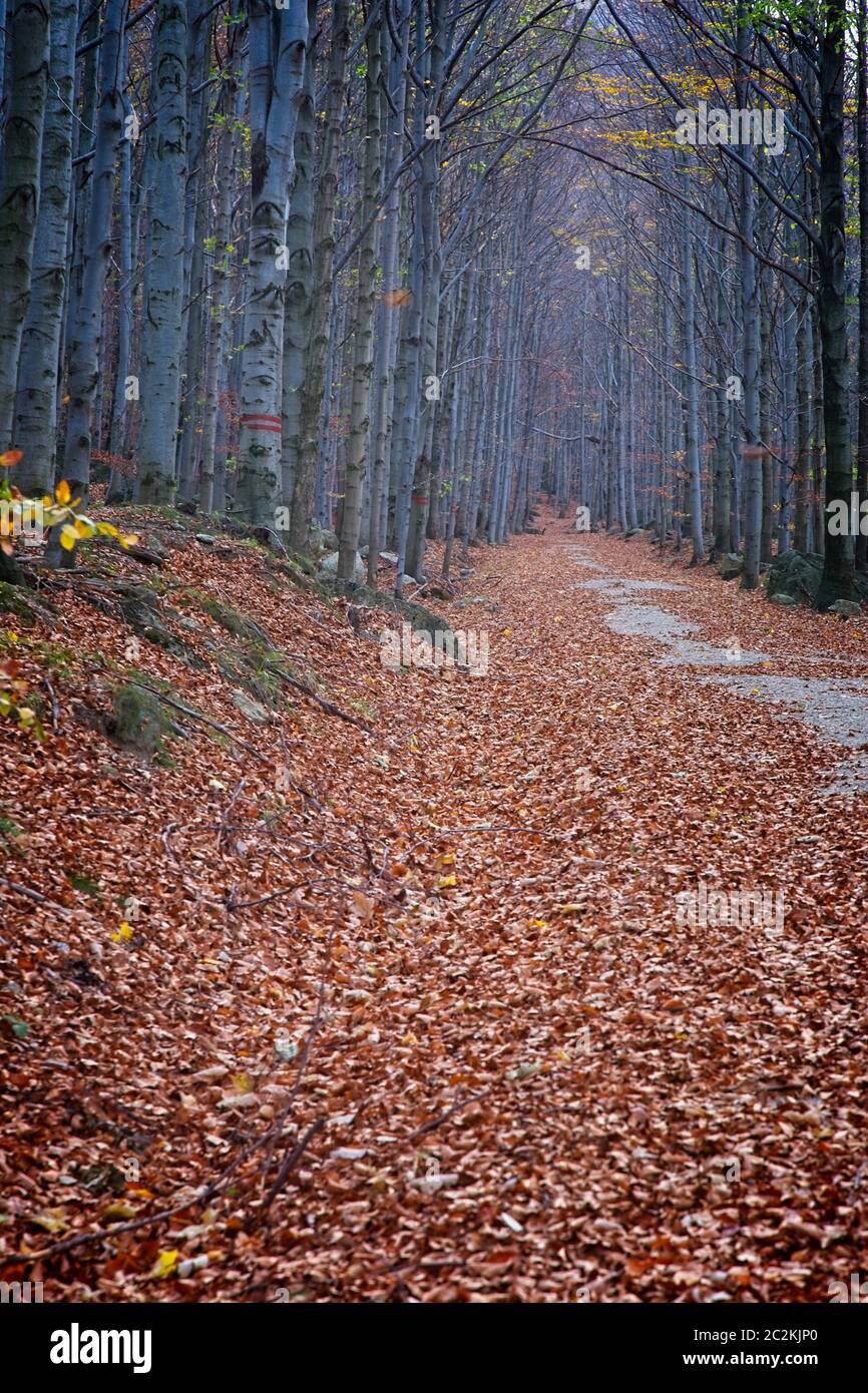 Deep forest in Black Stolpich creek valley in fall colors. Liberec ...