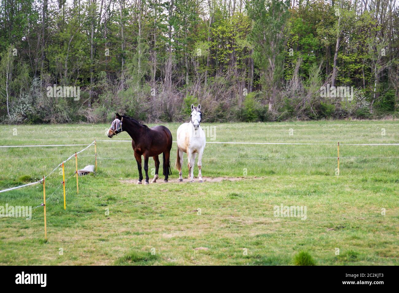 Horses in a paddock spring hi-res stock photography and images - Alamy