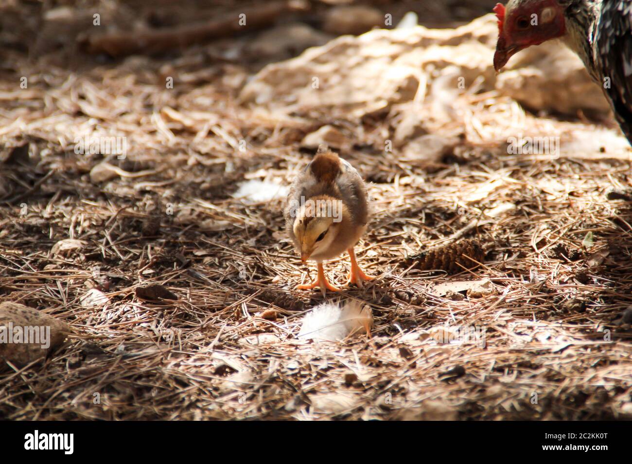 Chicken with chicks on foraging Stock Photo - Alamy
