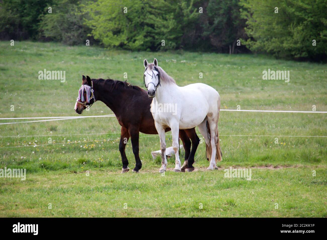 Horses in a paddock spring hi-res stock photography and images - Alamy
