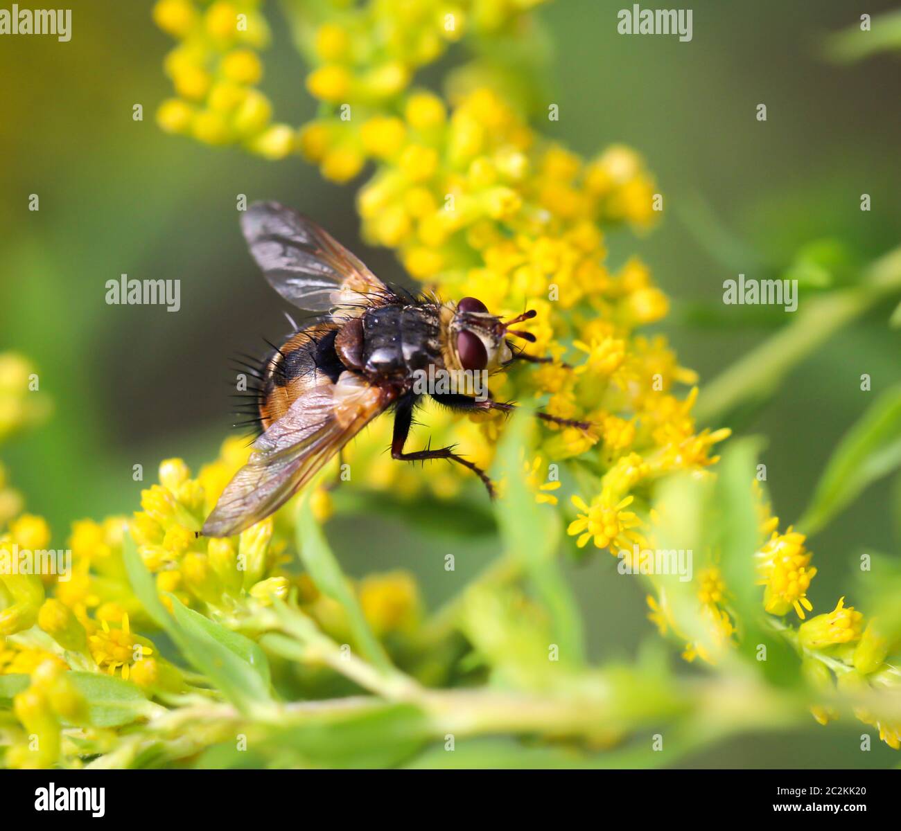 Fly, insects on a blossom Stock Photo - Alamy