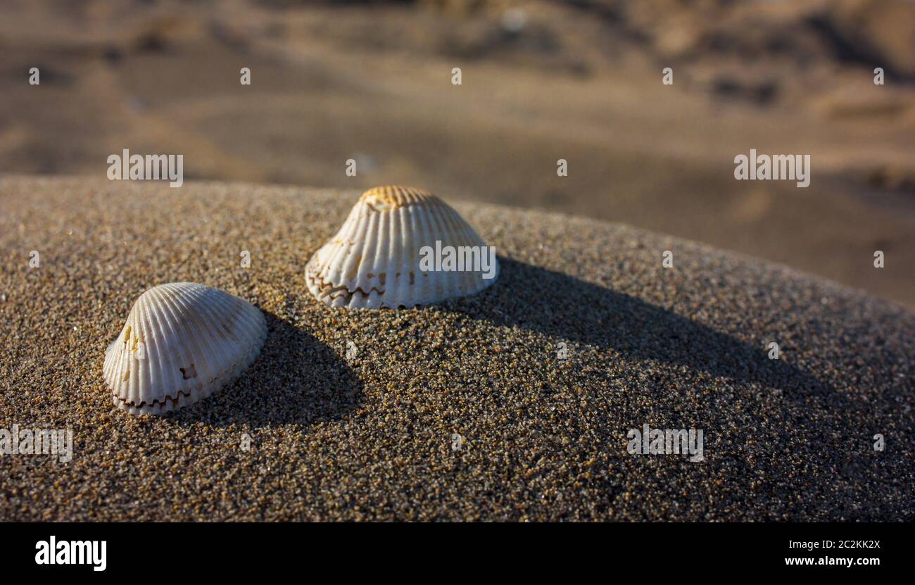 Two shells resting on a small sand dune on the seashore at sunset Stock ...