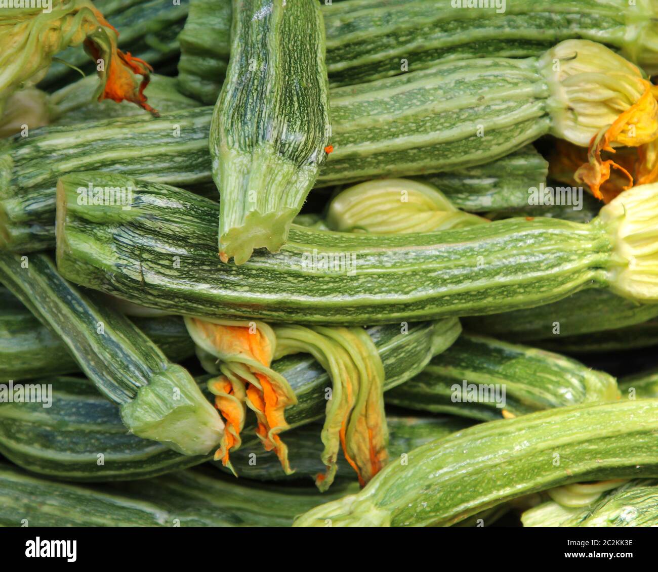 Zucchinis garden hi-res stock photography and images - Alamy