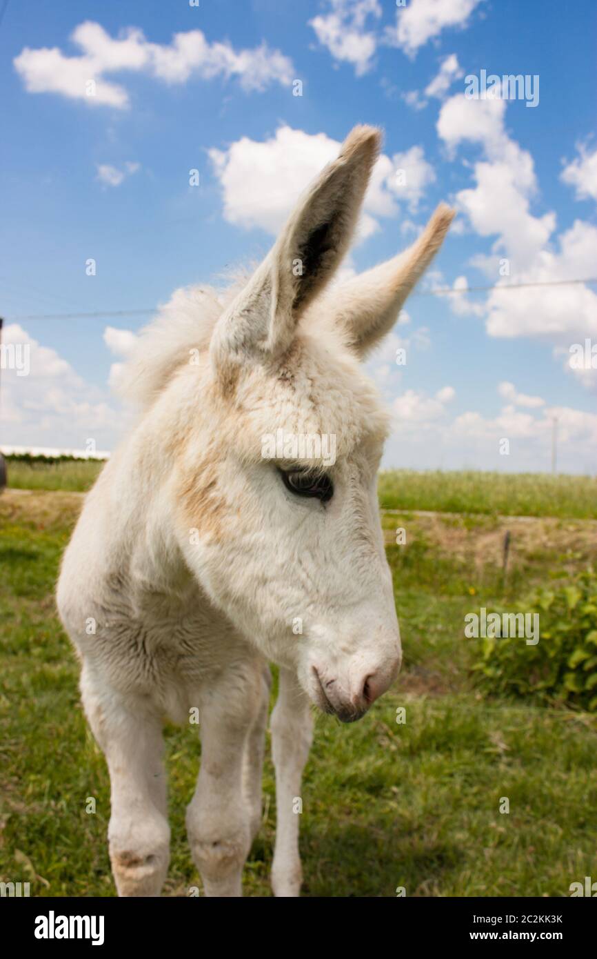 Donkey in a typical Italian Farm Stock Photo - Alamy