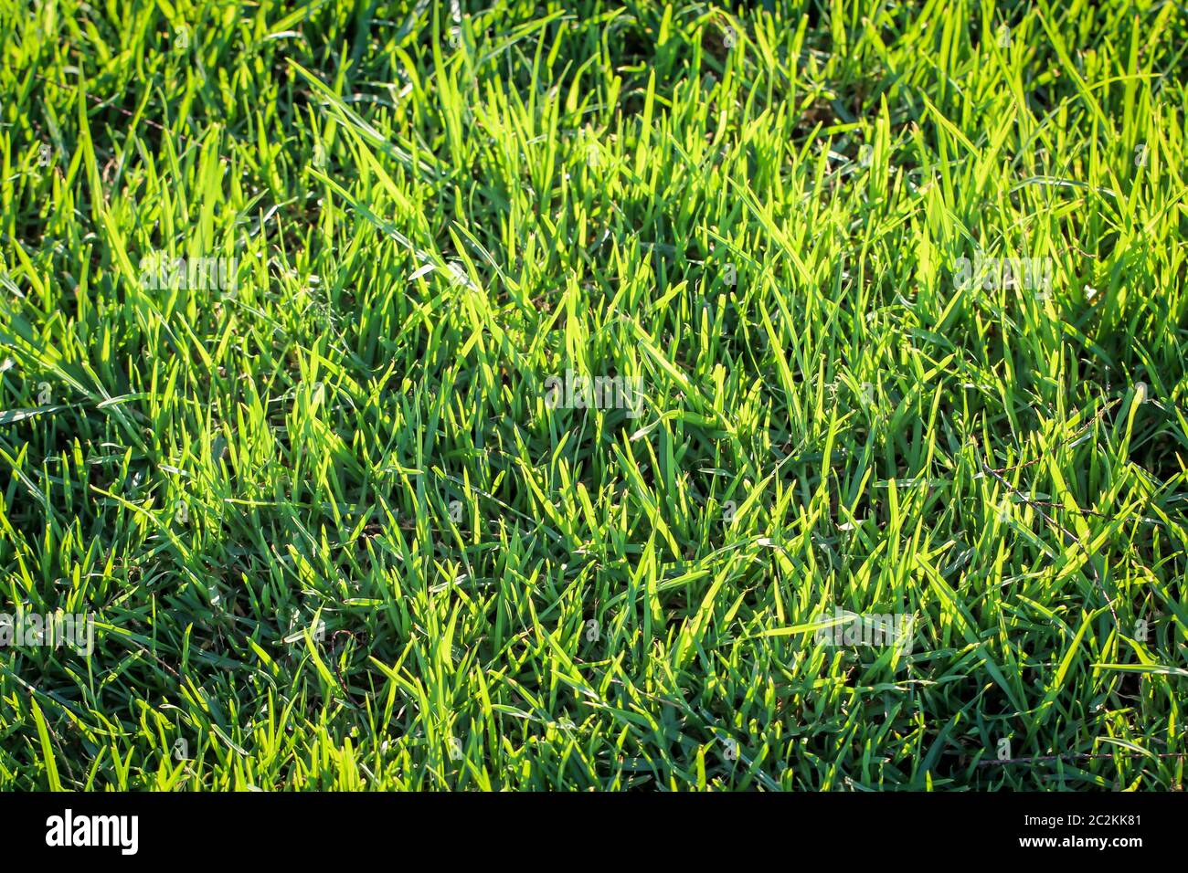 Grass, lawn, a texture of grass blades, grass and lawn texture Stock ...
