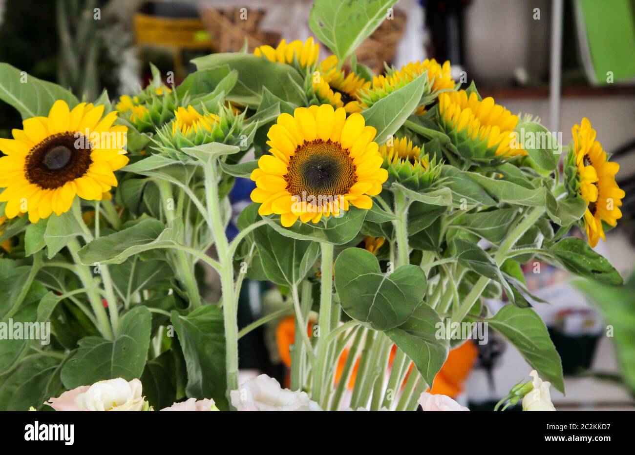 Sunflowers are offered for sale in a market Stock Photo - Alamy