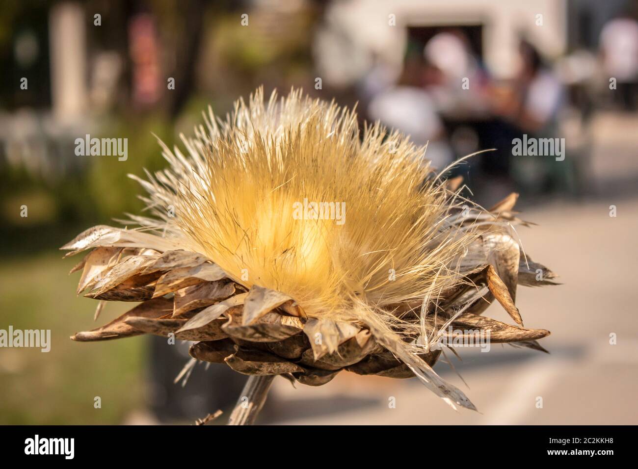 A typical flower of the northern Italian plains resumed in the ...