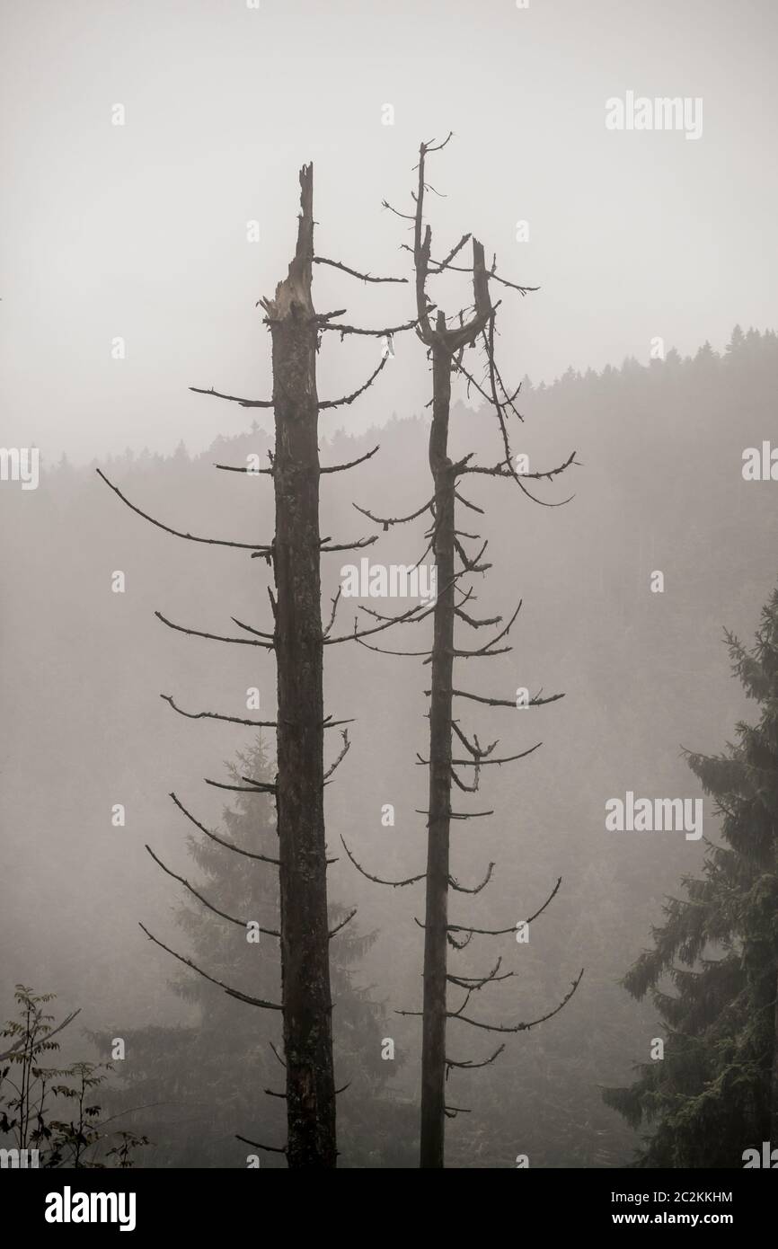 Silver forest hi-res stock photography and images - Alamy