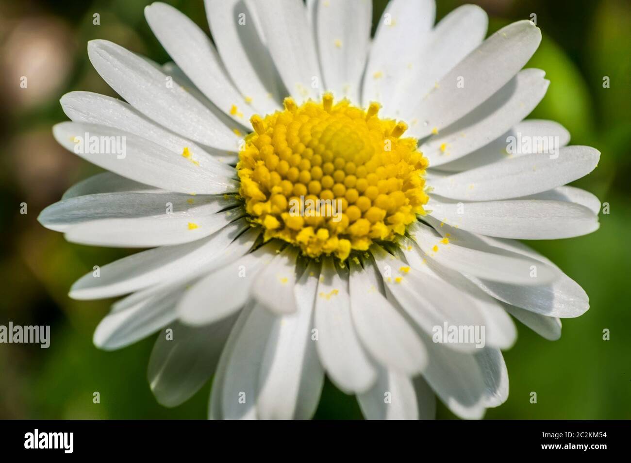 Enlarged section of the daisy flower. An explosion of color and details ...