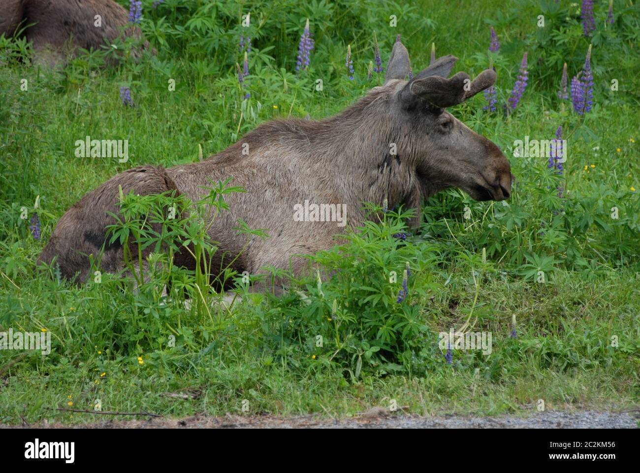 Elch hi-res stock photography and images - Alamy