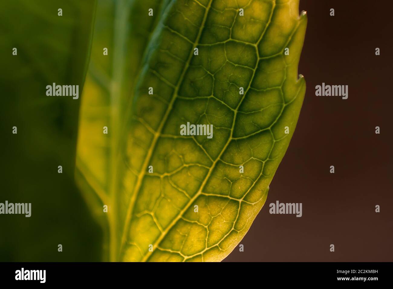 Veins on a leaf hi-res stock photography and images - Alamy