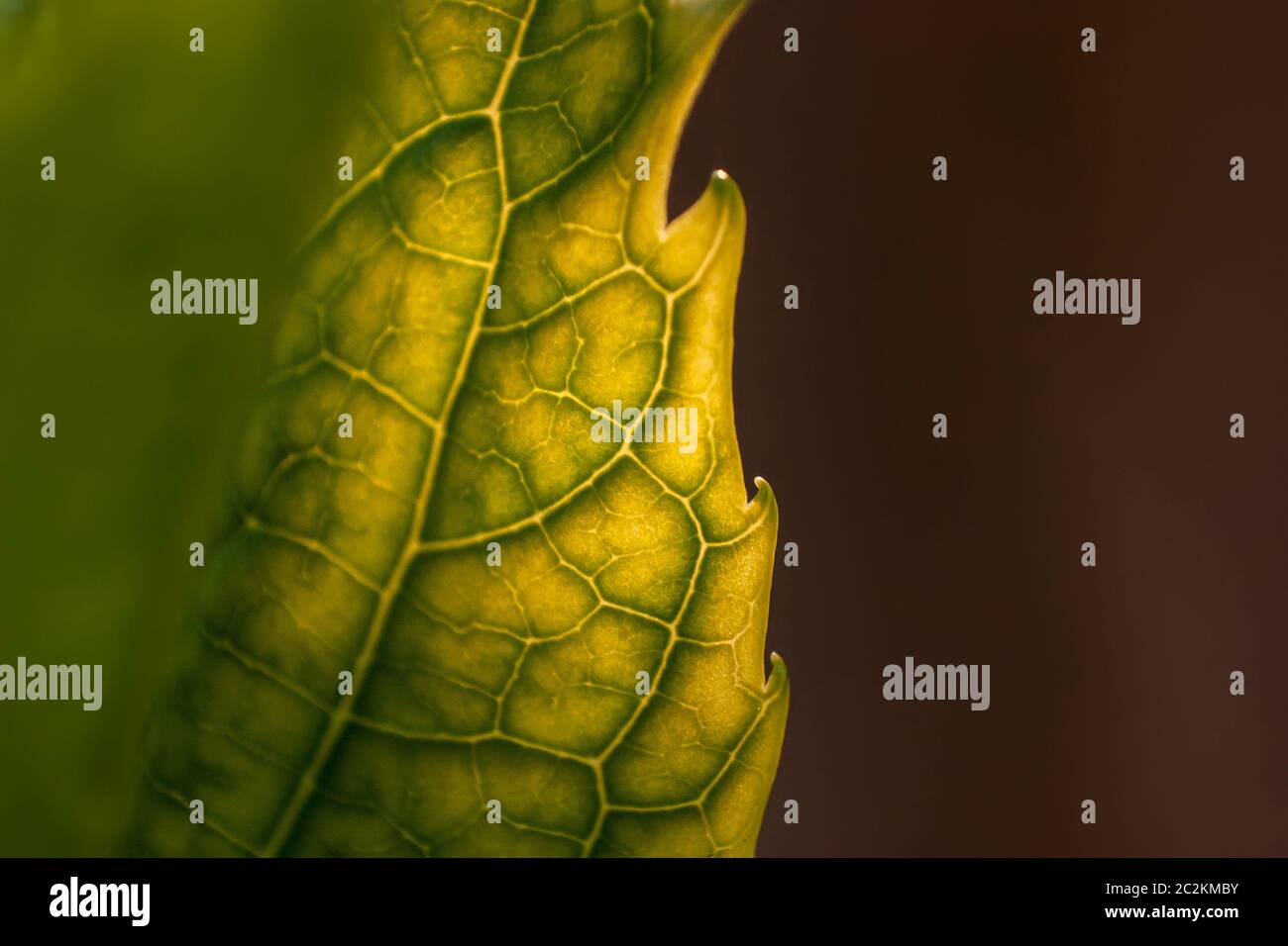 Detail of veins on a leaf in spring. Spectacular detail of a leaf and ...