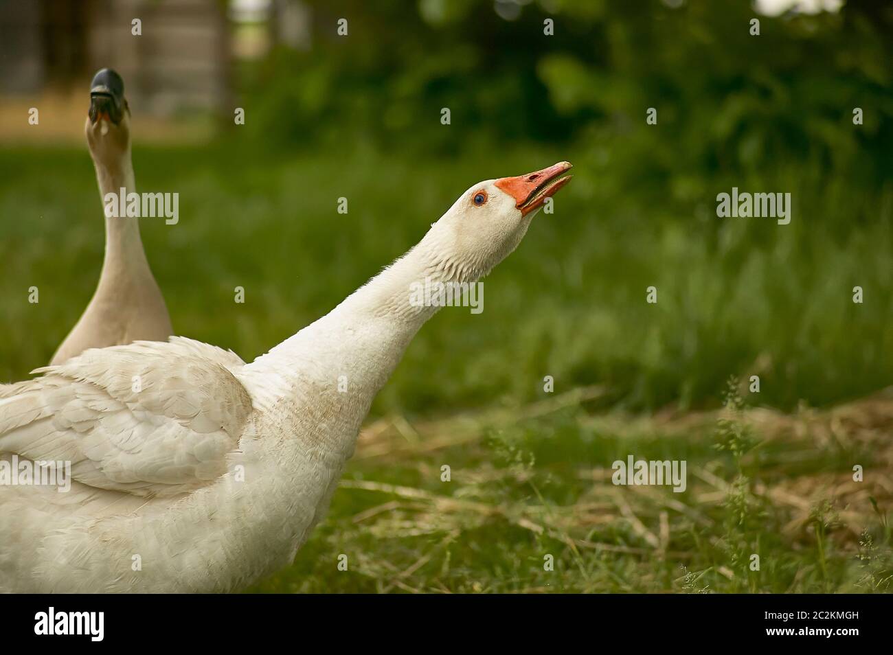 Wild duck in attack and defensive position in their natural habitat ...