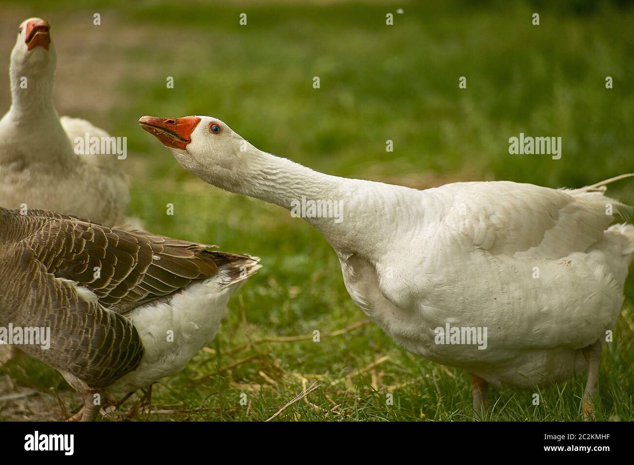 Wild geese in attack and defensive position in their natural habitat ...